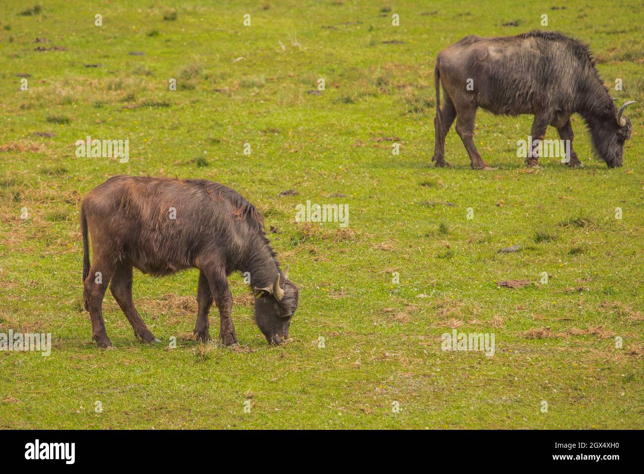 A herd of african buffalos eating grass patches on outdoor field in the ...