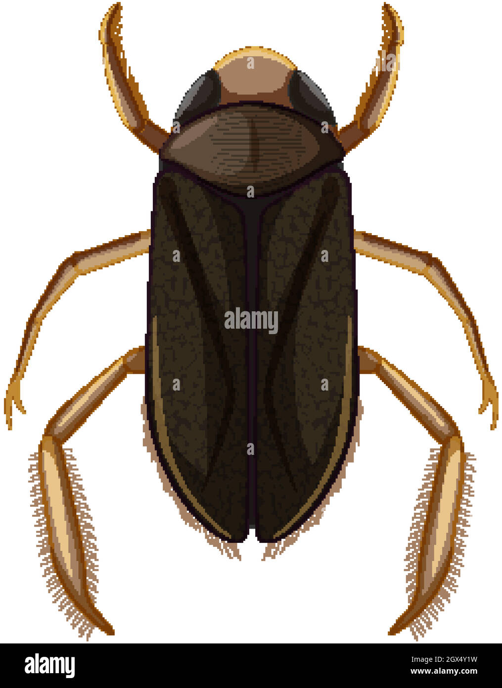 Water boatman isolated on white background Stock Vector Image & Art - Alamy