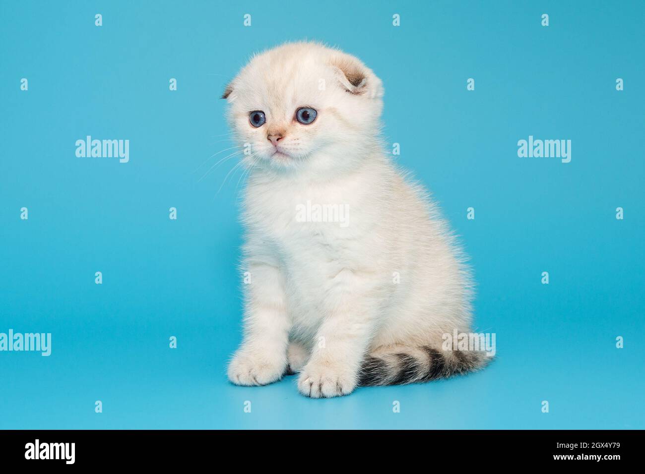 White Scottish Fold