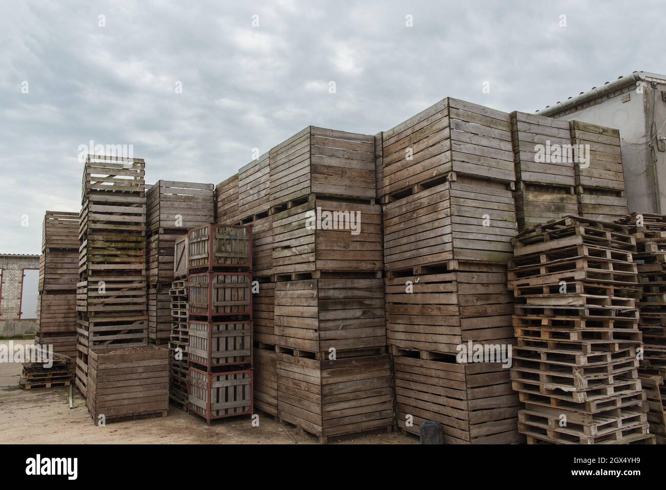 Rows of wooden crates boxes and pallets for vegetables in storage stock ...