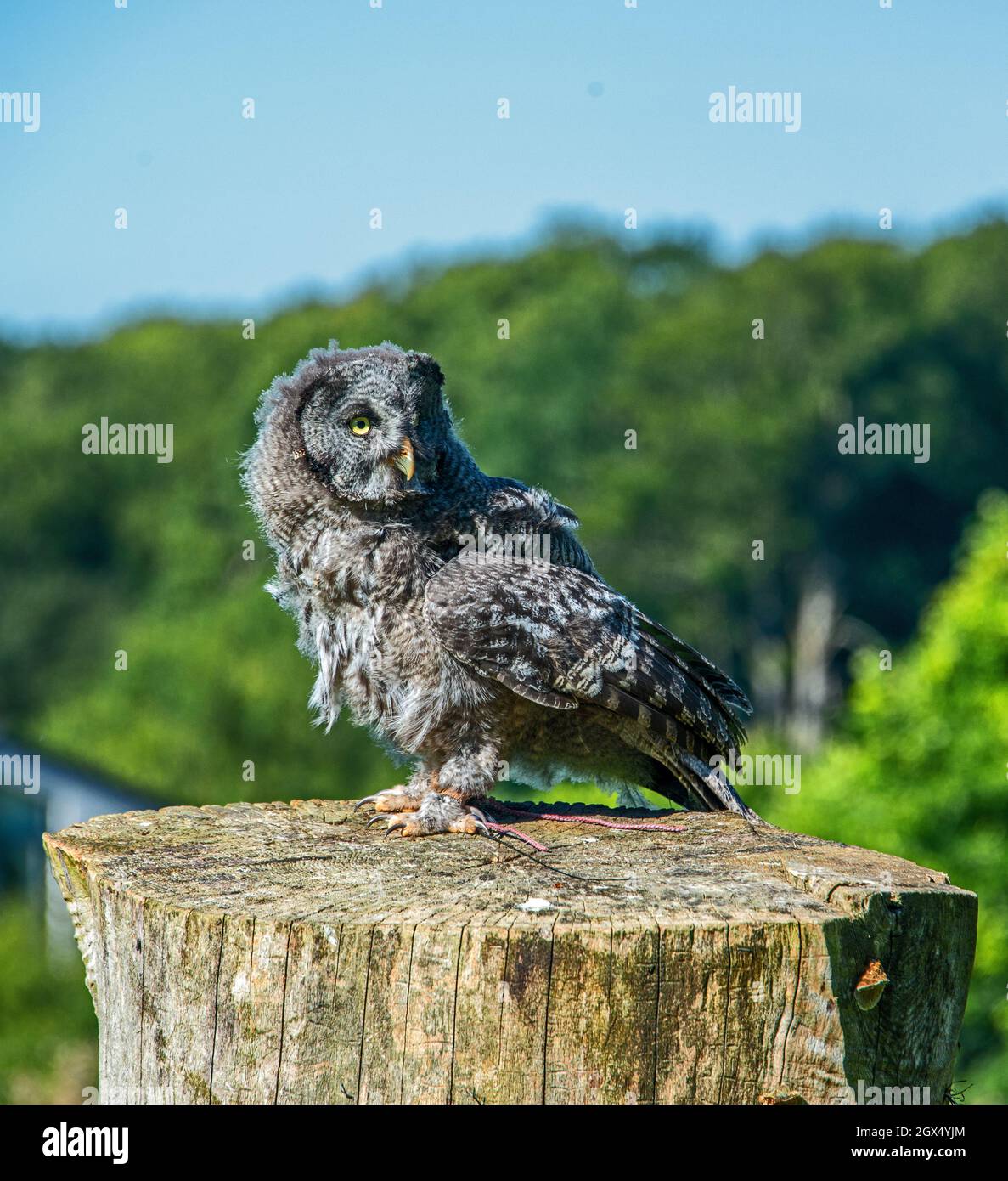 Owl spectral hi-res stock photography and images - Alamy