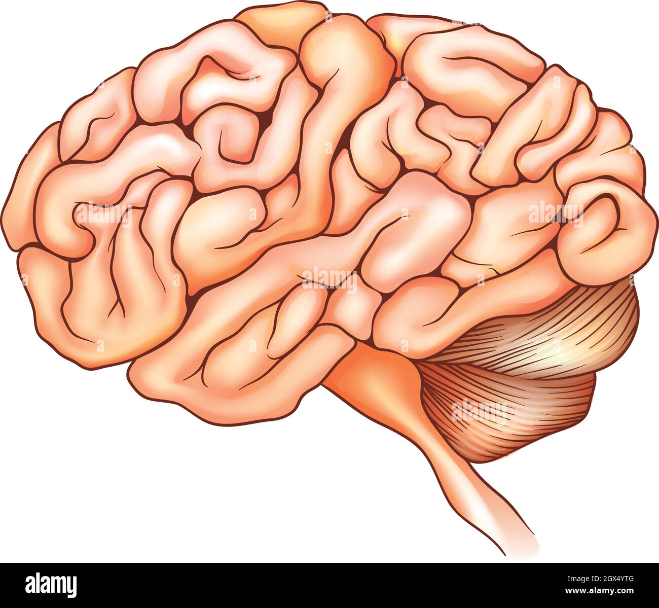 Brain frontal Stock Vector Images - Alamy