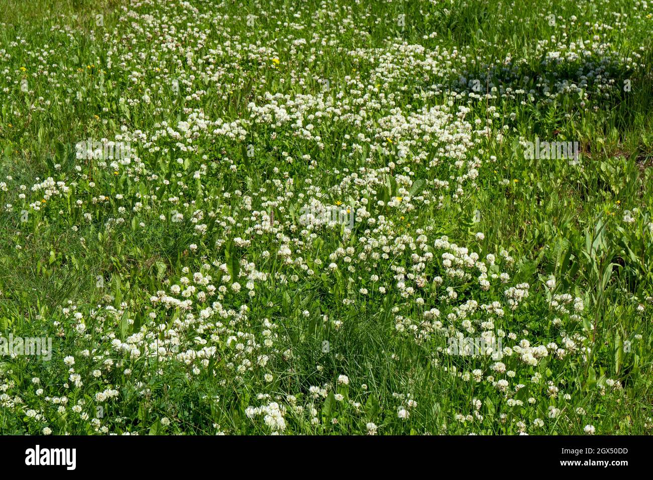 A lawn with creeping white clover (Trifolium repens) in bloom on a ...