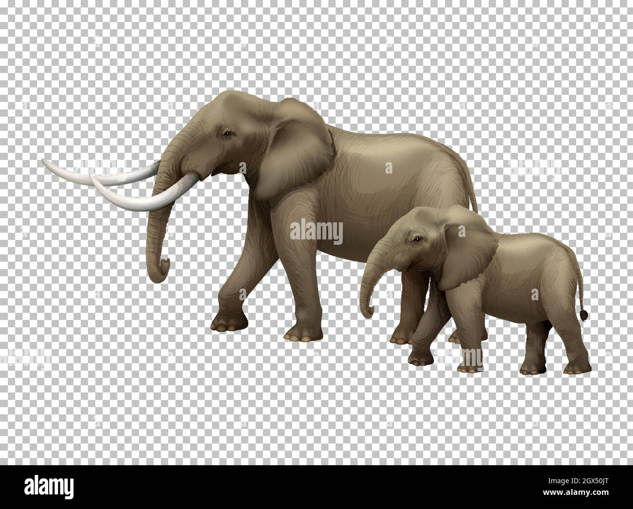 Wild elephants on transparent background Stock Vector Image & Art - Alamy