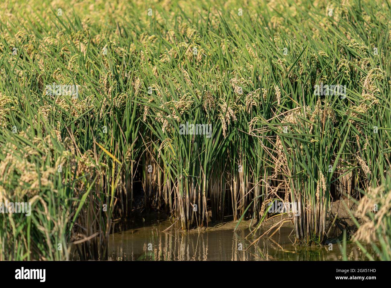 Rice field and water reflection close to harvest Stock Photo - Alamy