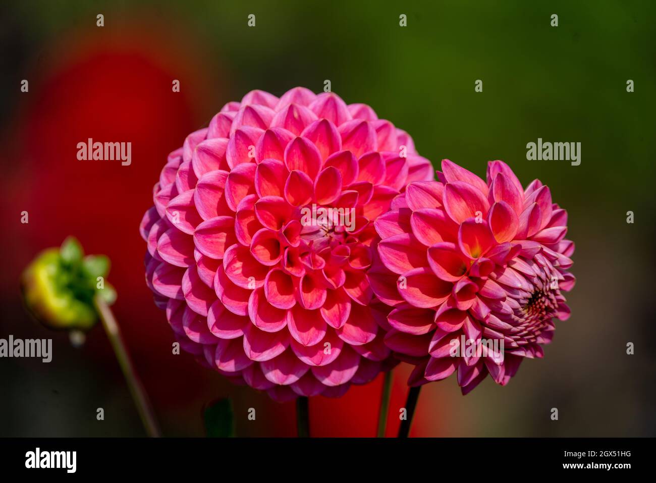 Scepter High Resolution Stock Photography and Images - Alamy