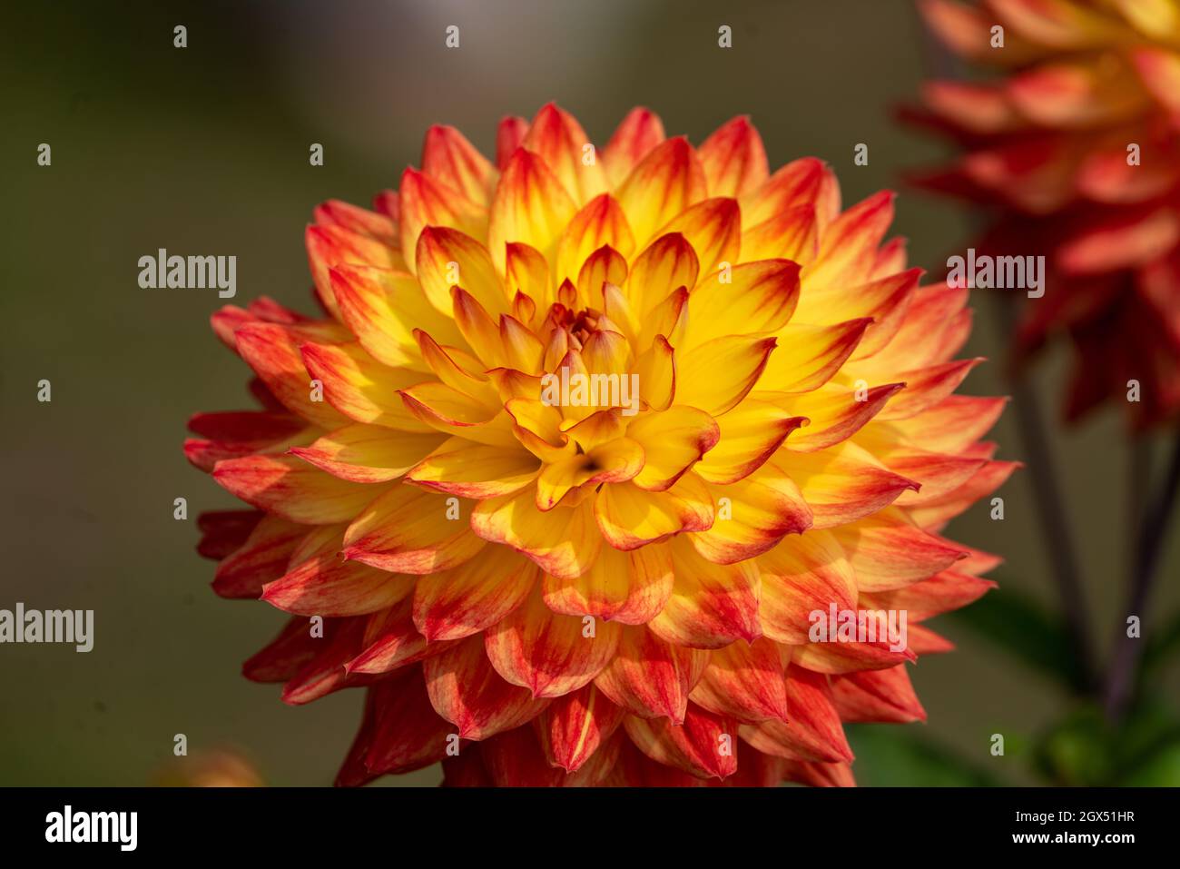 Scepter hi-res stock photography and images - Alamy