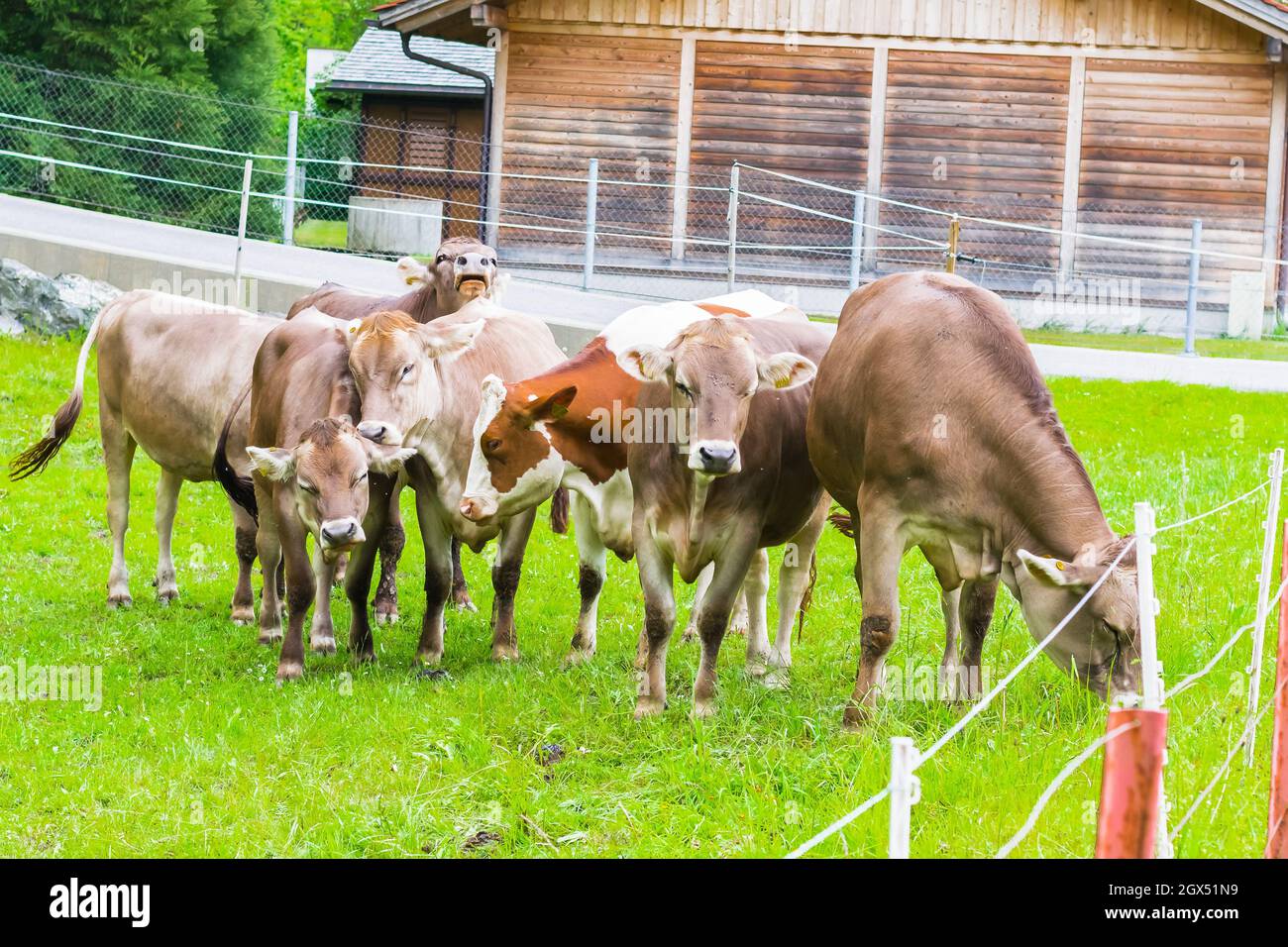 Close up shot of a group of cows in the farm, standing and eating from ...