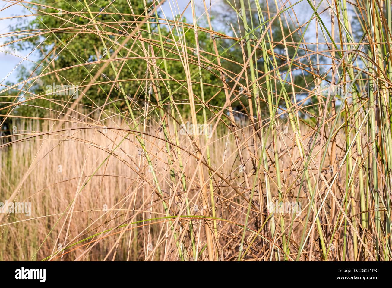 Dry blade grasses close up abstract background Stock Photo - Alamy