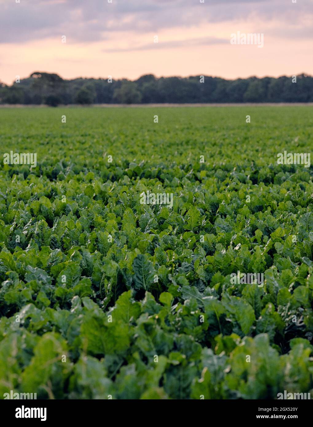 A green agricultural field with crop at diusk in the flat landscape of ...