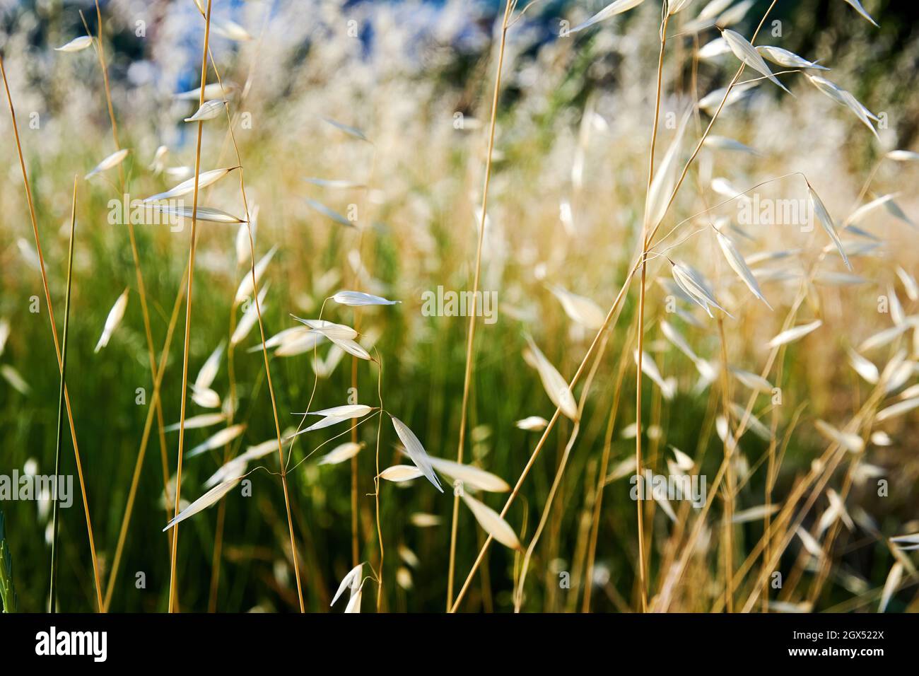 Thin stalks of cereal crop on a wheat field with blurred background ...