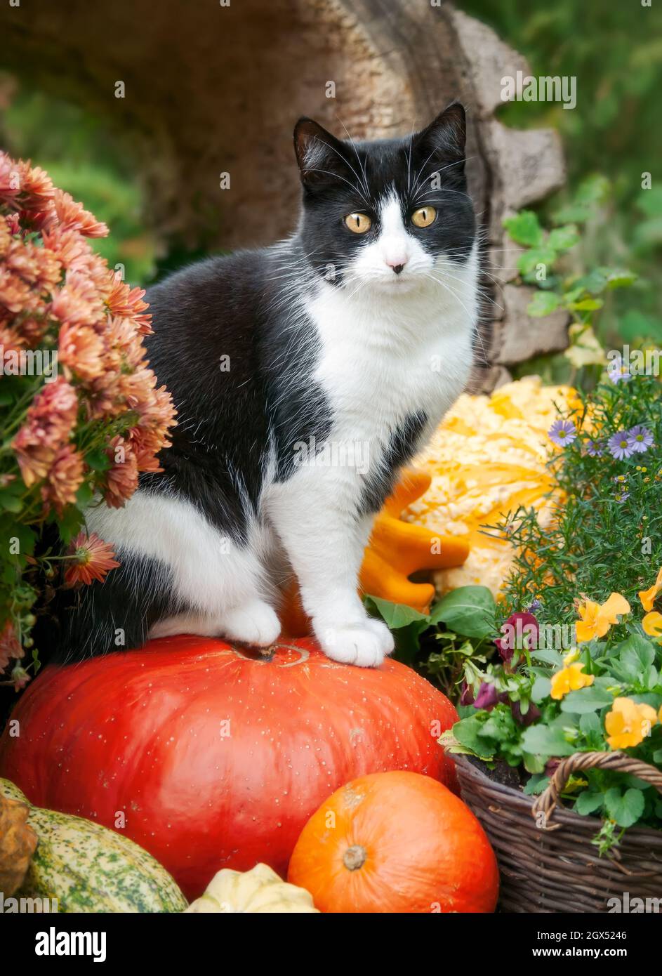 Black and white cat funny hi-res stock photography and images - Alamy