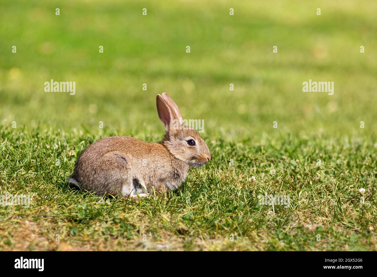 Wild European rabbit, oryctolagus cuniculus, on green grass background ...