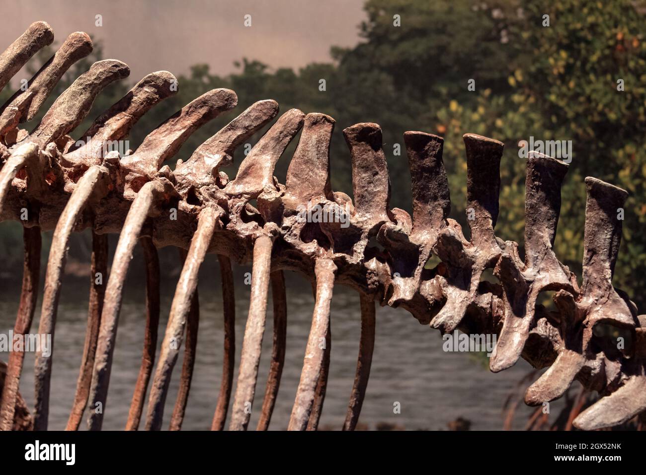 Maiacetus hi-res stock photography and images - Alamy
