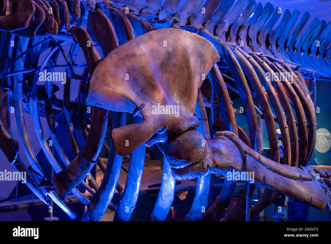 Whale skeleton animal bones hi-res stock photography and images - Alamy