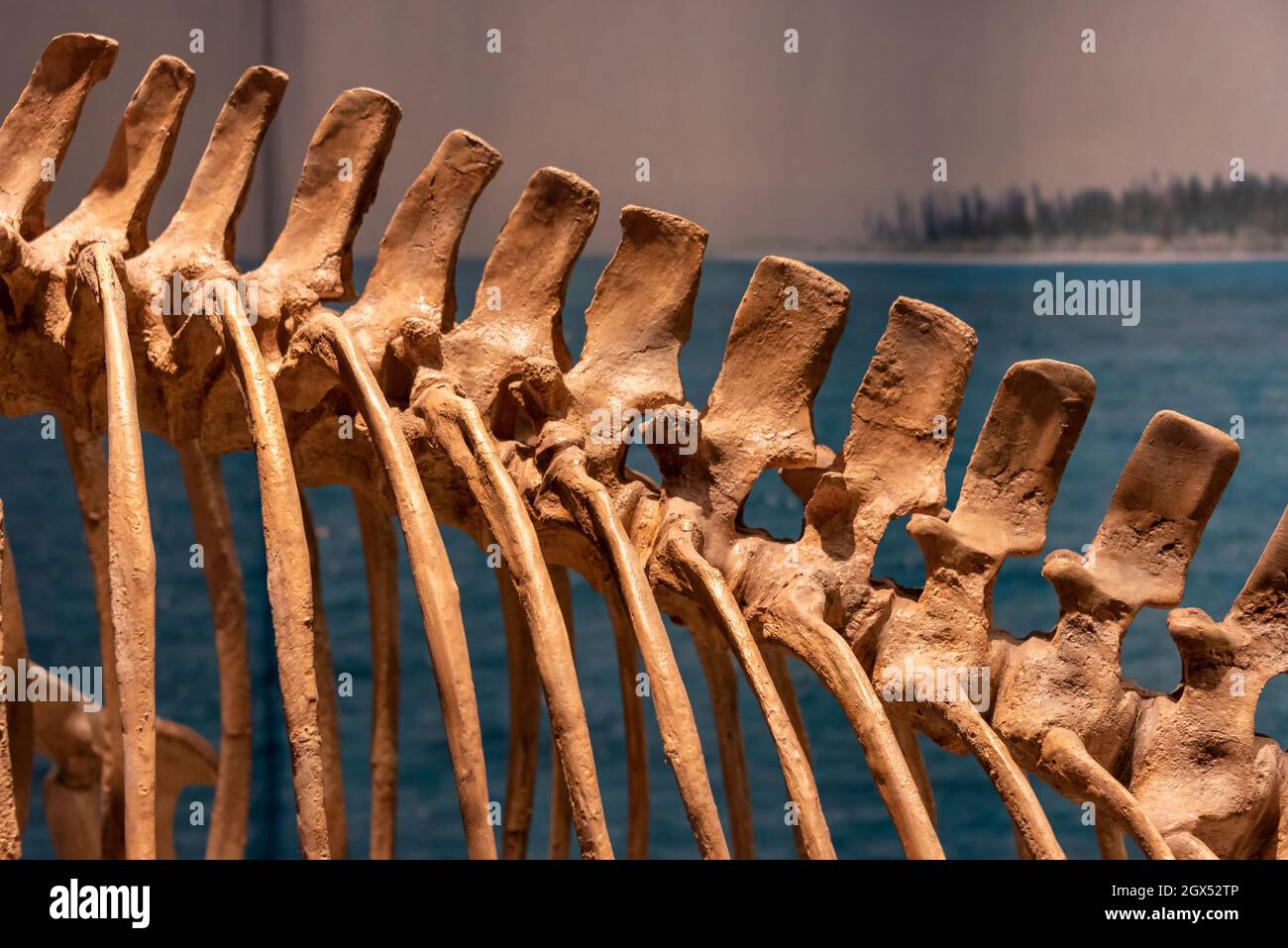 Skeleton detail of a Durodon (Whale with reduced legs). The image was ...