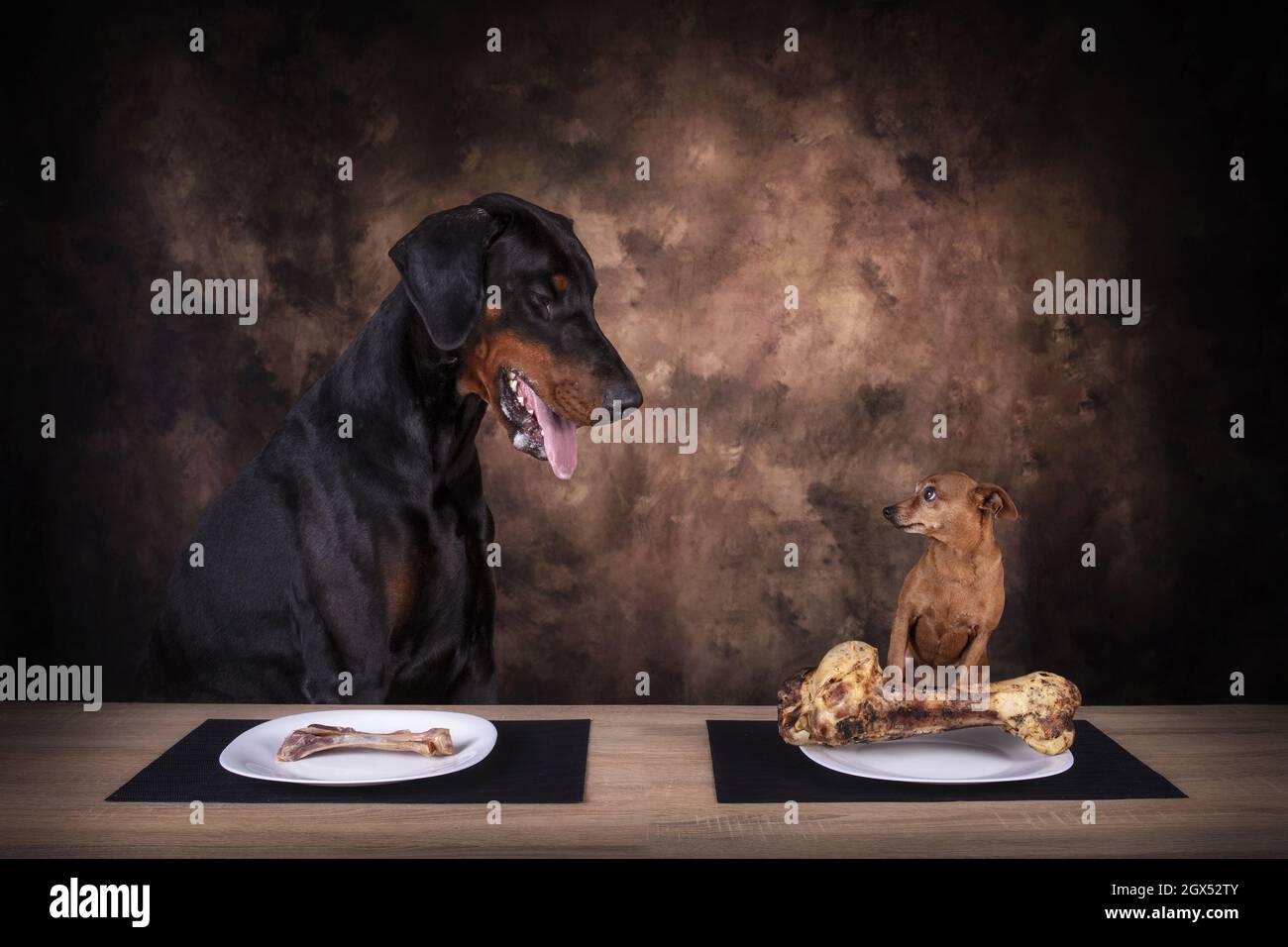 funny scene between two dogs and their bones Stock Photo - Alamy