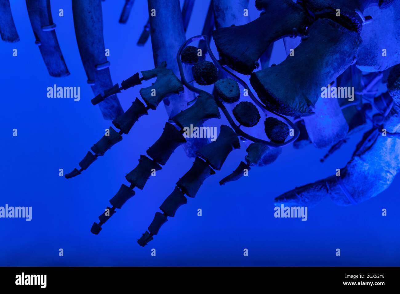 Silhouette of a fin bones in a sperm whale (Physeter macrocephalus ...