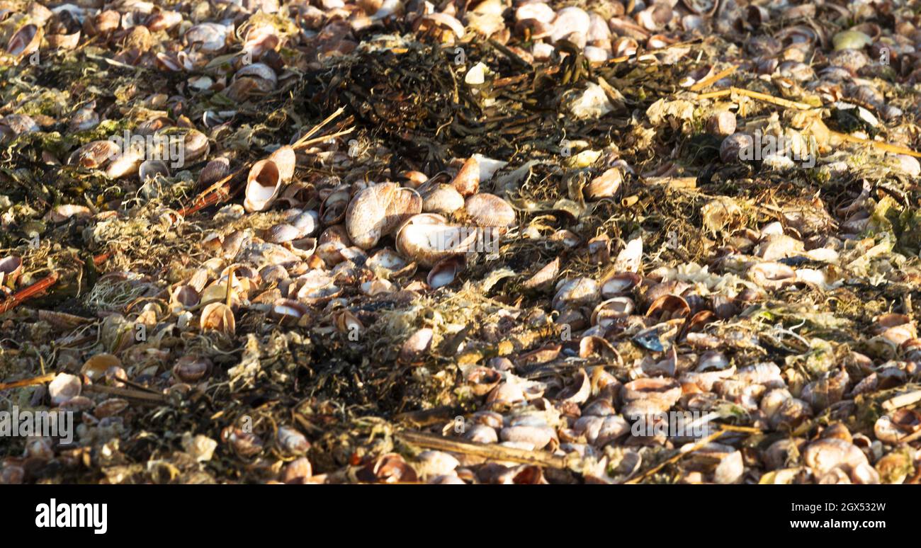 After the tide rolled out sea shells and seaweed cover the beach at ...