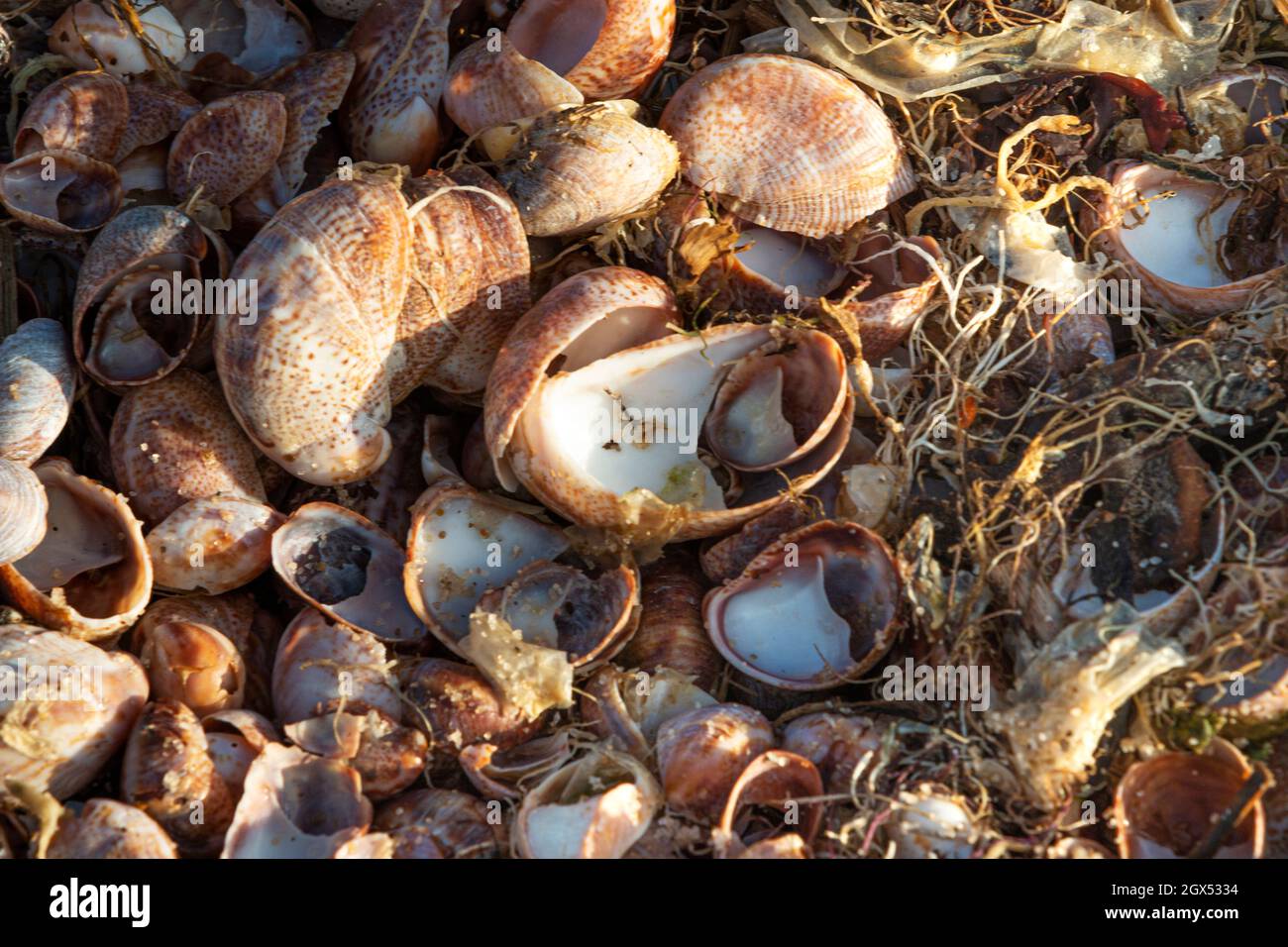 Sea shells on top of one another on a beach with seaweed after the tide ...