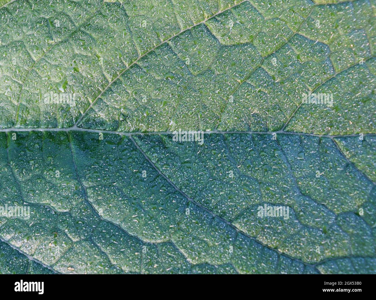 Vegetable leaf texture for natural banner concept. Beautiful plant ...