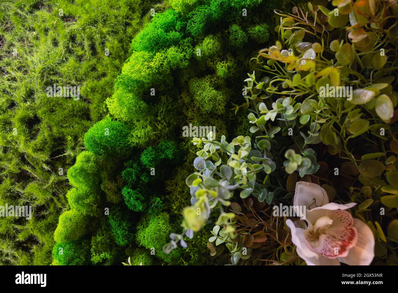 round picture of green decorative moss with LED lighting on the wall ...