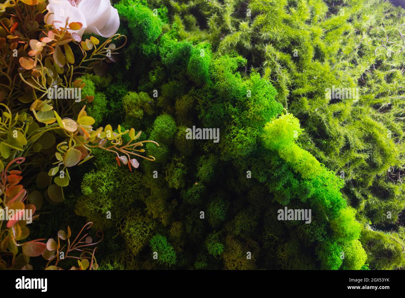 round picture of green decorative moss with LED lighting on the wall ...