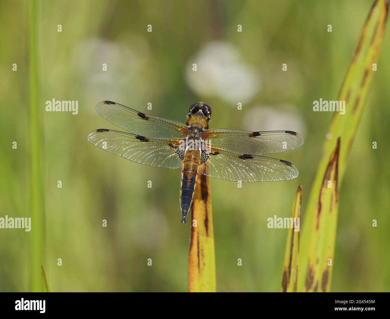 Four Spotted Chaser - male at rest Libellula quadrimaculata Thompson ...
