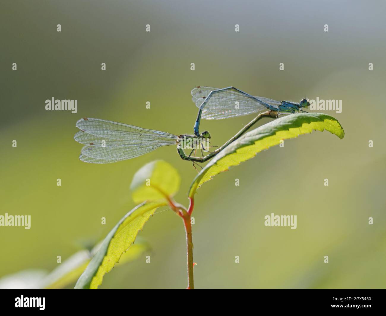 Azure Damselfly - pair mating Coenagrion puella Thompson Common,Norfolk ...