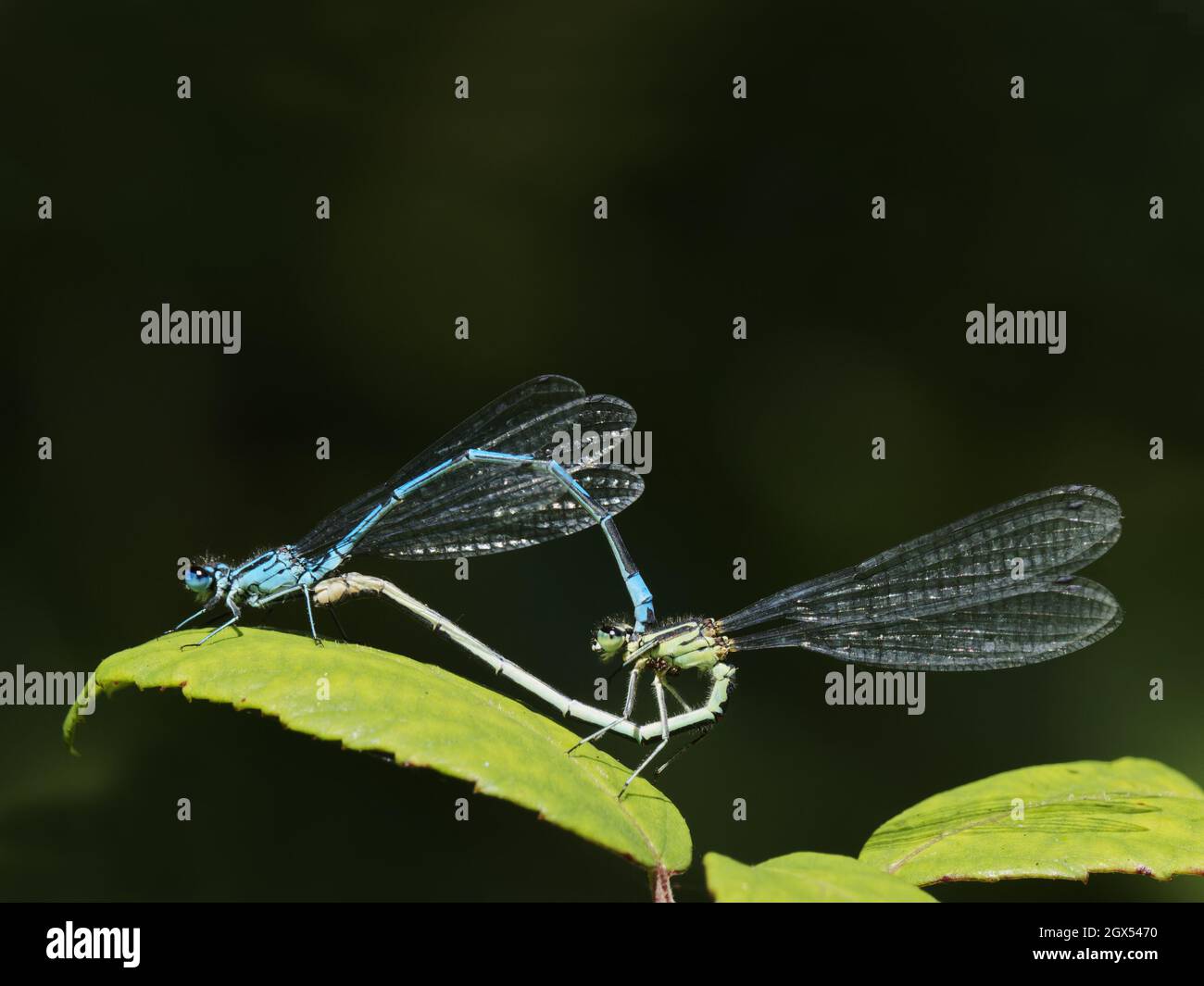 Azure Damselfly - pair mating Coenagrion puella Thompson Common,Norfolk ...