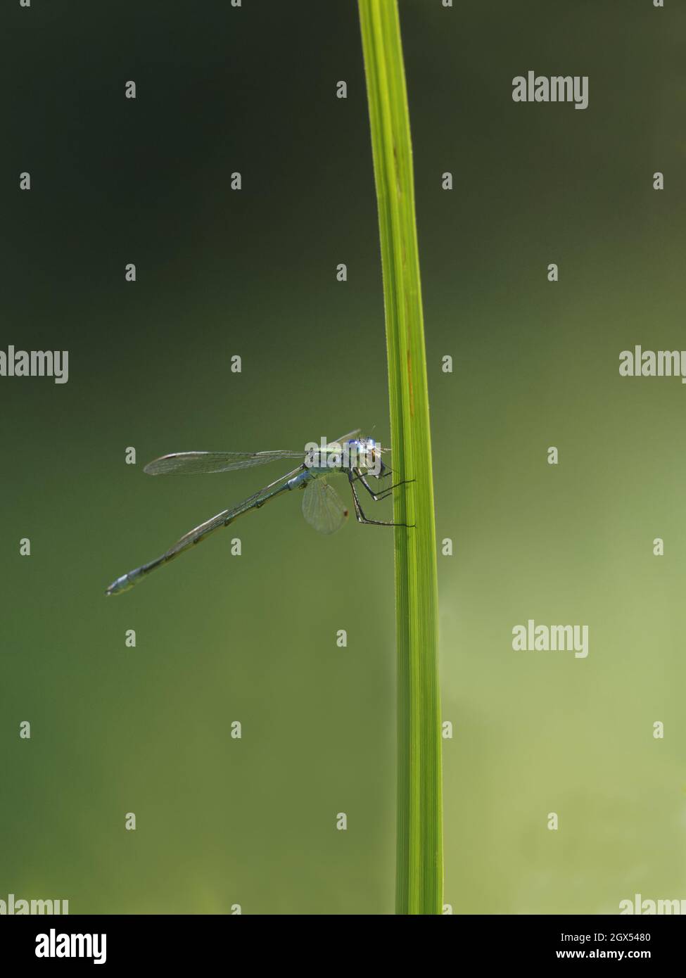 Emerald Damselfly Lestes sponsa Thompson Common,Norfolk,UK IN002723 ...