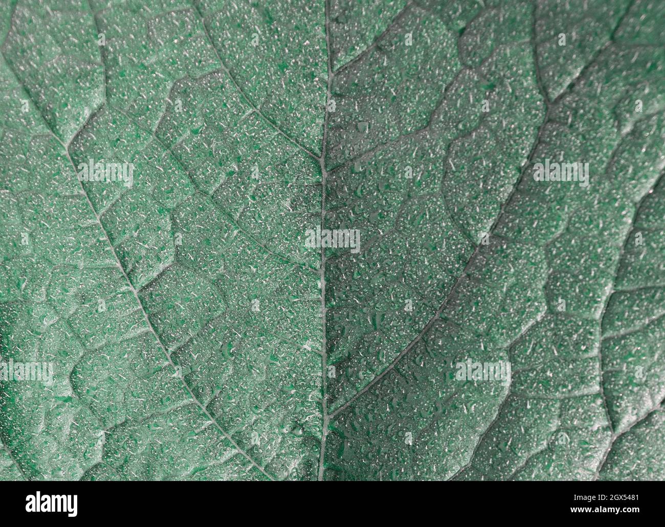 Vegetable leaf texture for natural banner concept. Beautiful plant ...