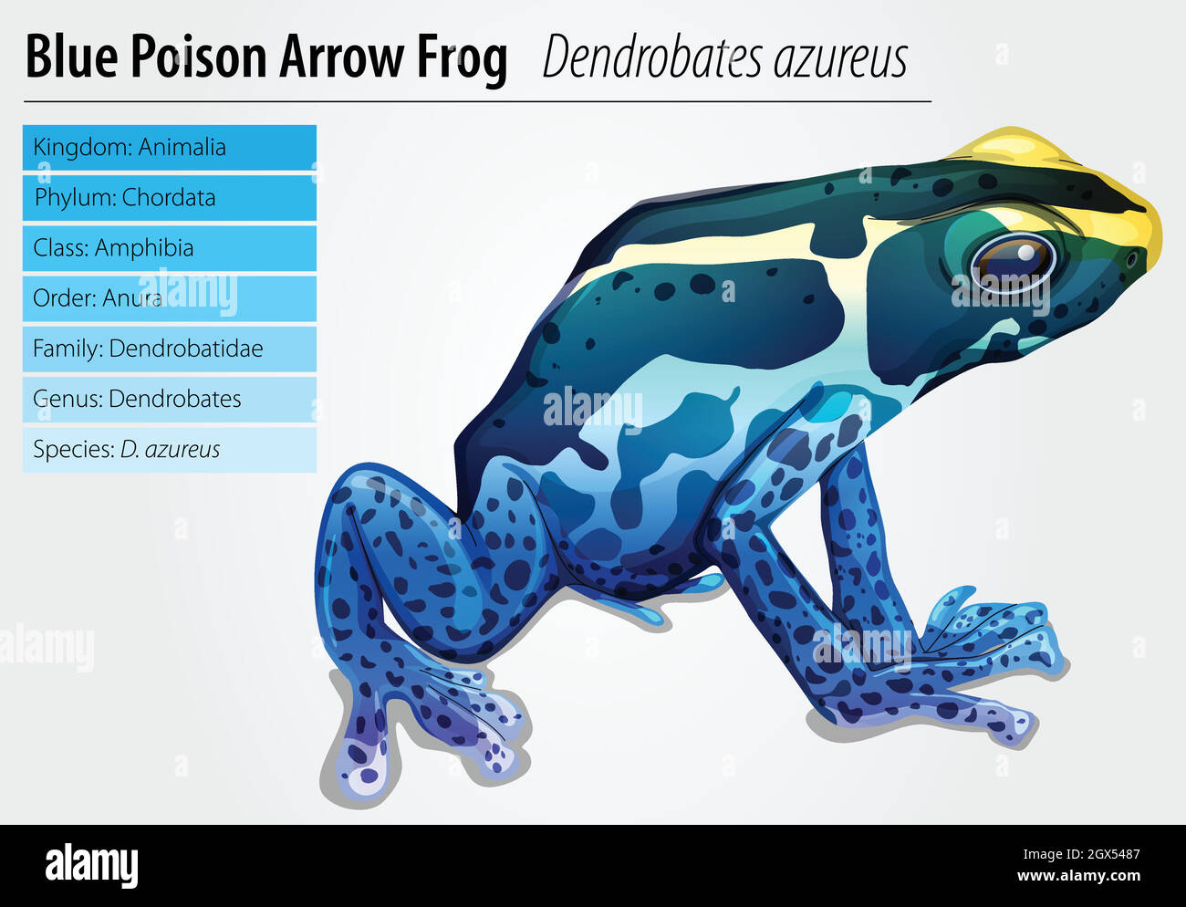Poison dart frog Stock Vector Image & Art - Alamy