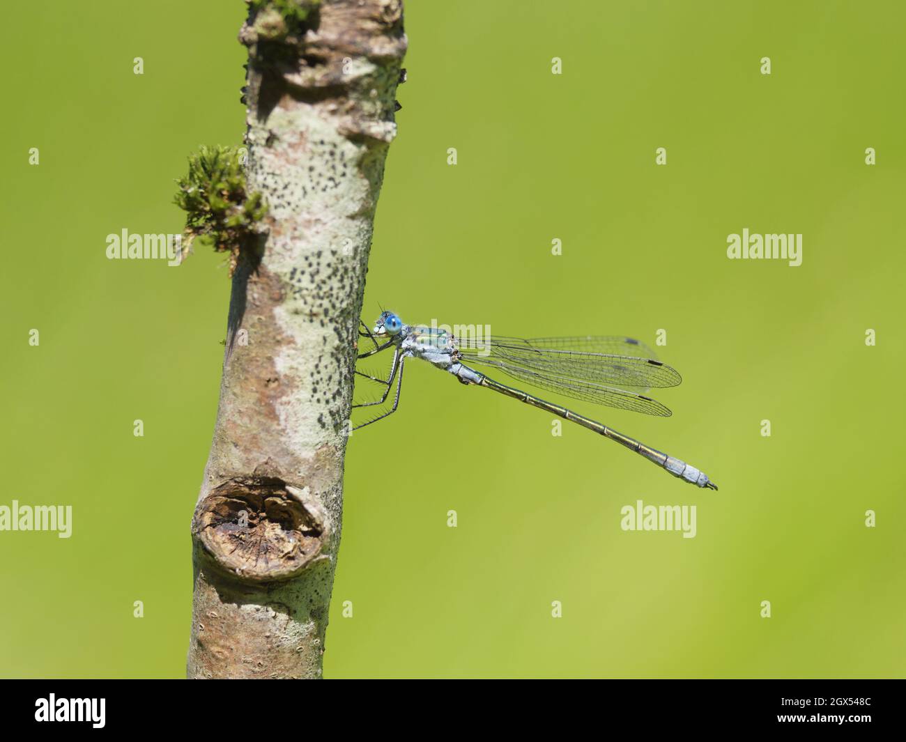Emerald Damselfly Lestes sponsa Thompson Common,Norfolk,UK IN002724 ...