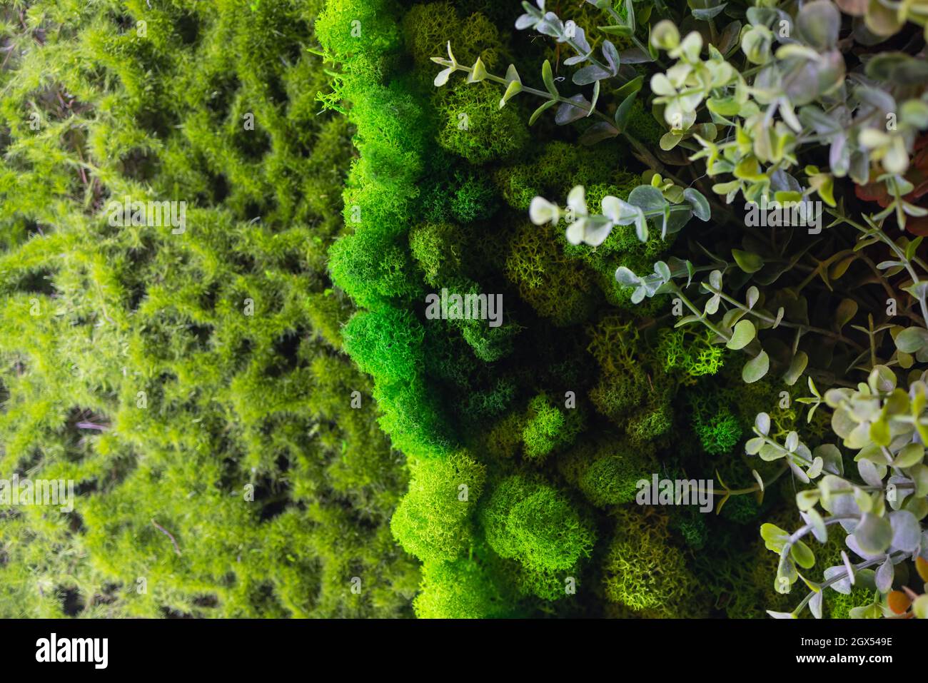 round picture of green decorative moss with LED lighting on the wall ...
