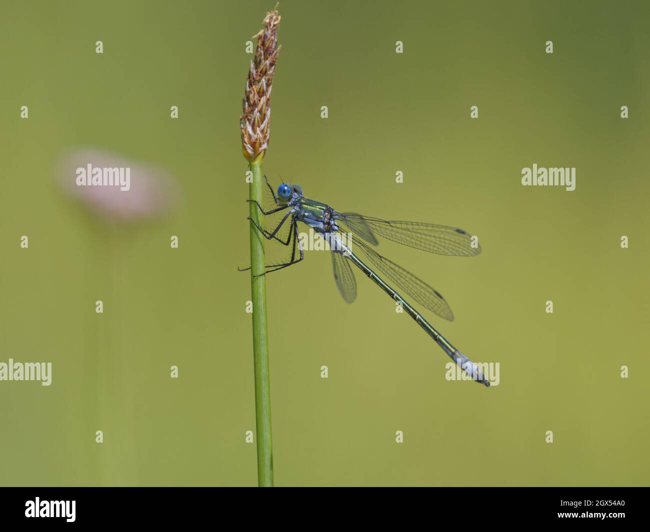 Emerald Damselfly Lestes sponsa Thompson Common,Norfolk,UK IN002727 ...