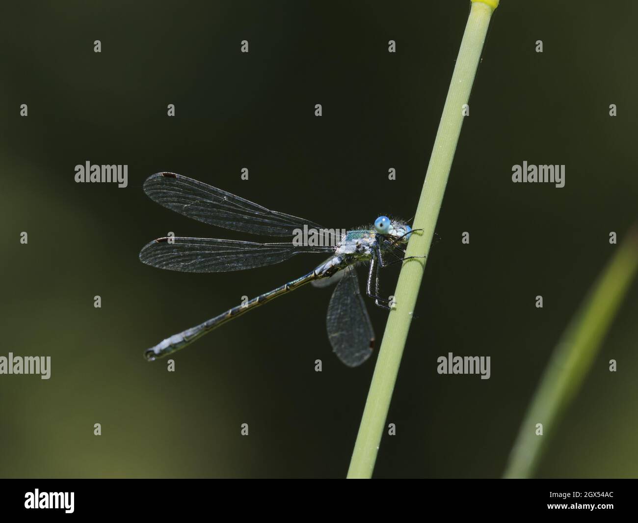 Emerald Damselfly Lestes sponsa Thompson Common,Norfolk,UK IN002734 ...