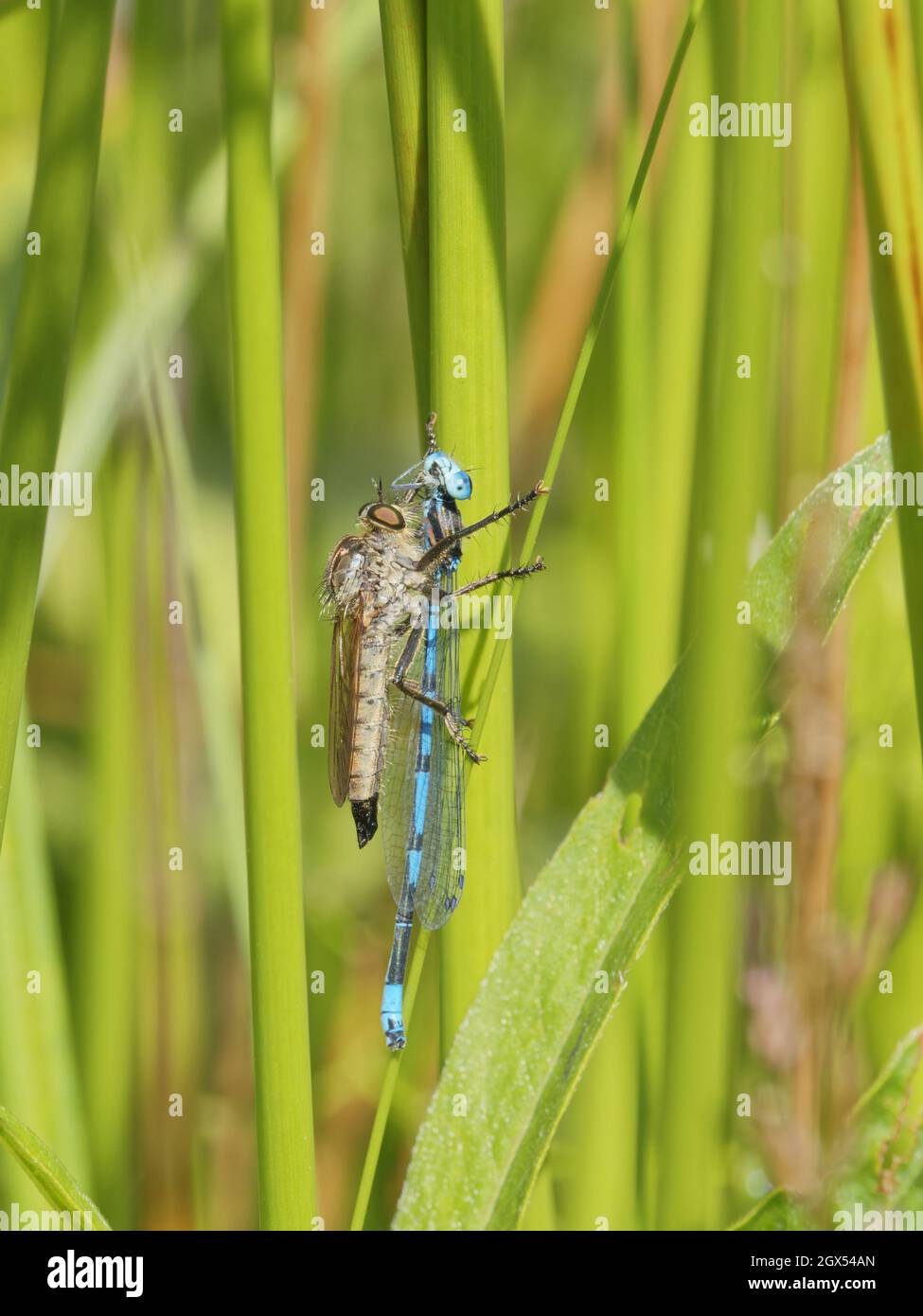 Azure Damselfly - being eaten by Robber Fly Coenagrion puella Thompson ...