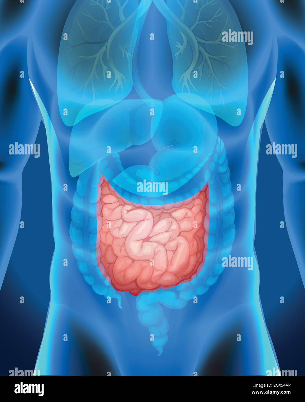 Small intestine in human body Stock Vector Image & Art - Alamy