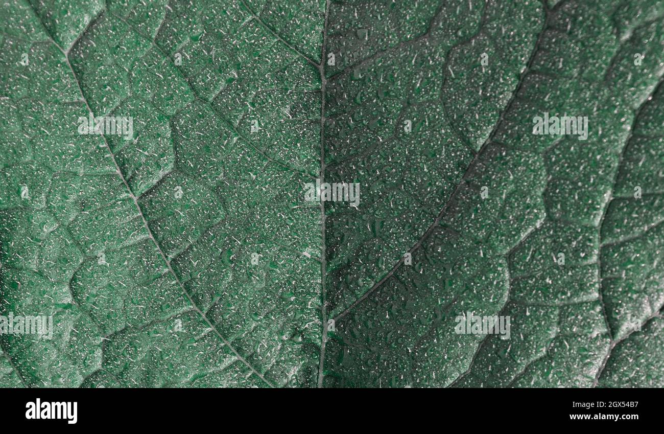 Vegetable leaf texture for natural banner concept. Beautiful plant ...