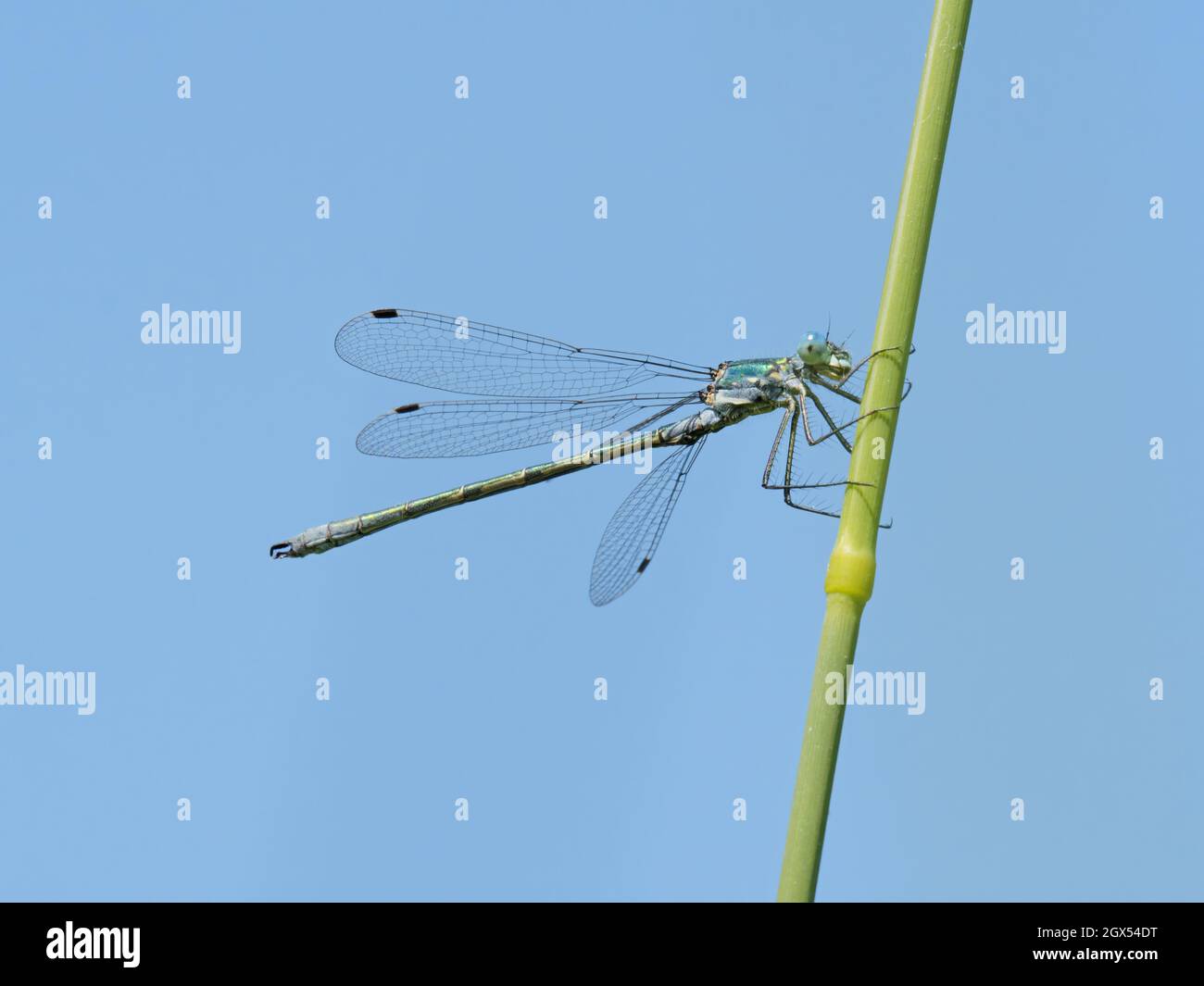 Scarce Emerald Damselfly Lestes dryas Thompson Common,Norfolk,UK ...