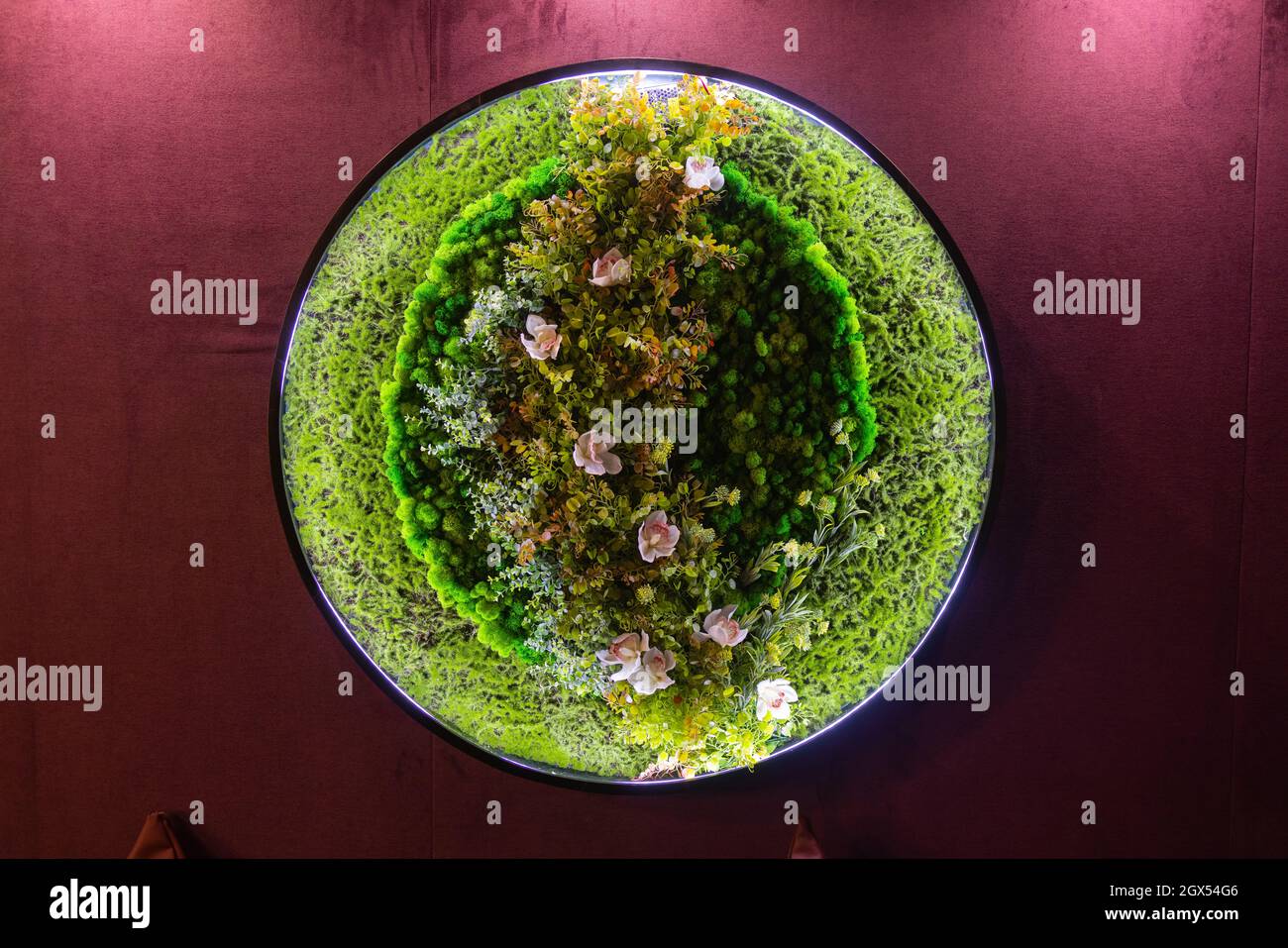 round picture of green decorative moss with LED lighting on the wall ...