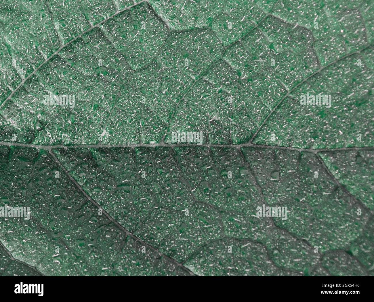 Vegetable leaf texture for natural banner concept. Beautiful plant ...