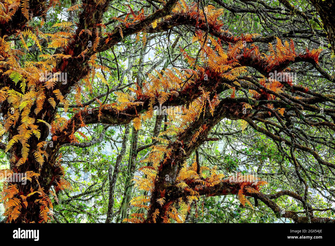 Bhutan forest hi-res stock photography and images - Alamy