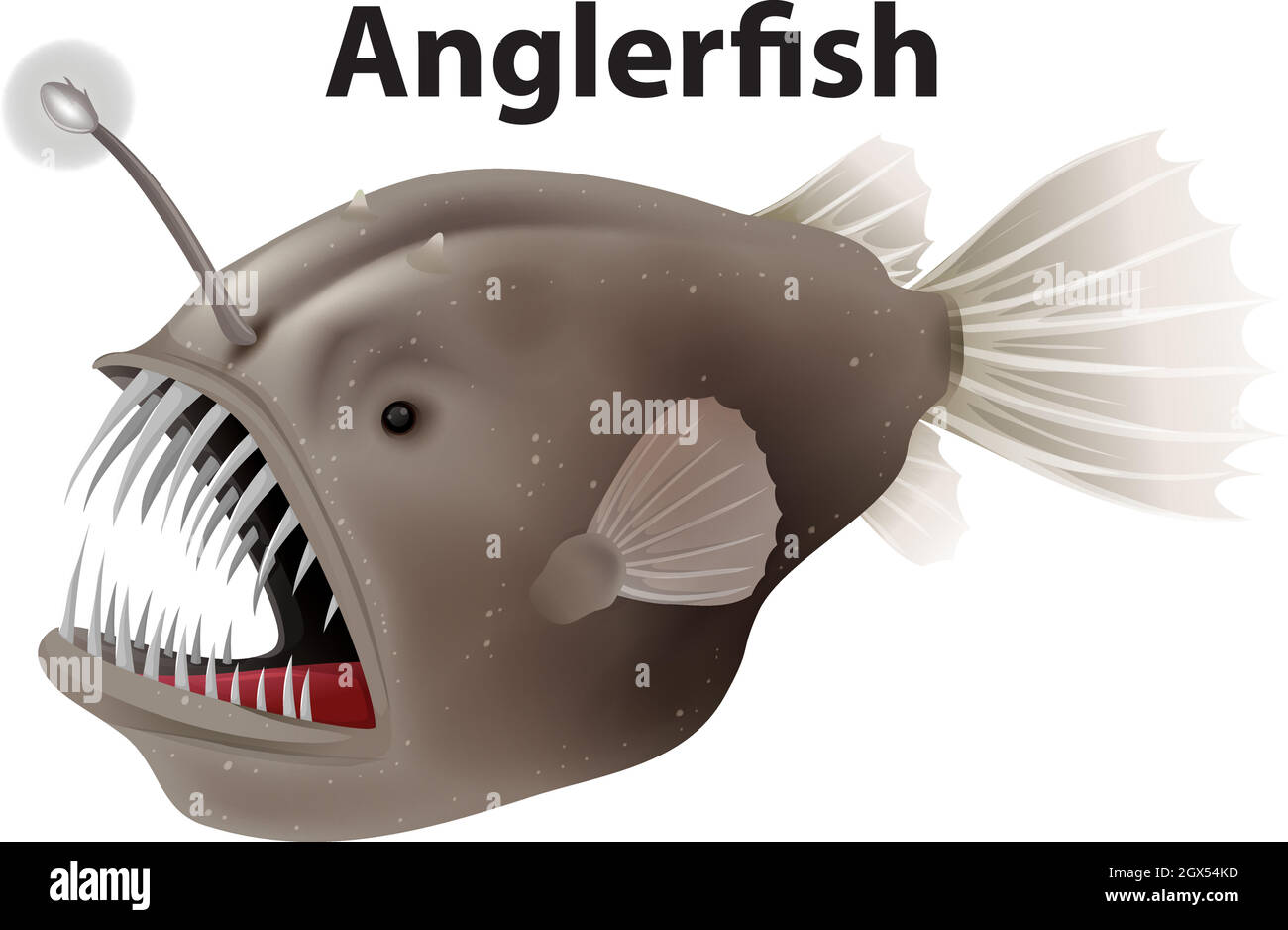 Flashcard design for anglerfish on white background Stock Vector Image ...