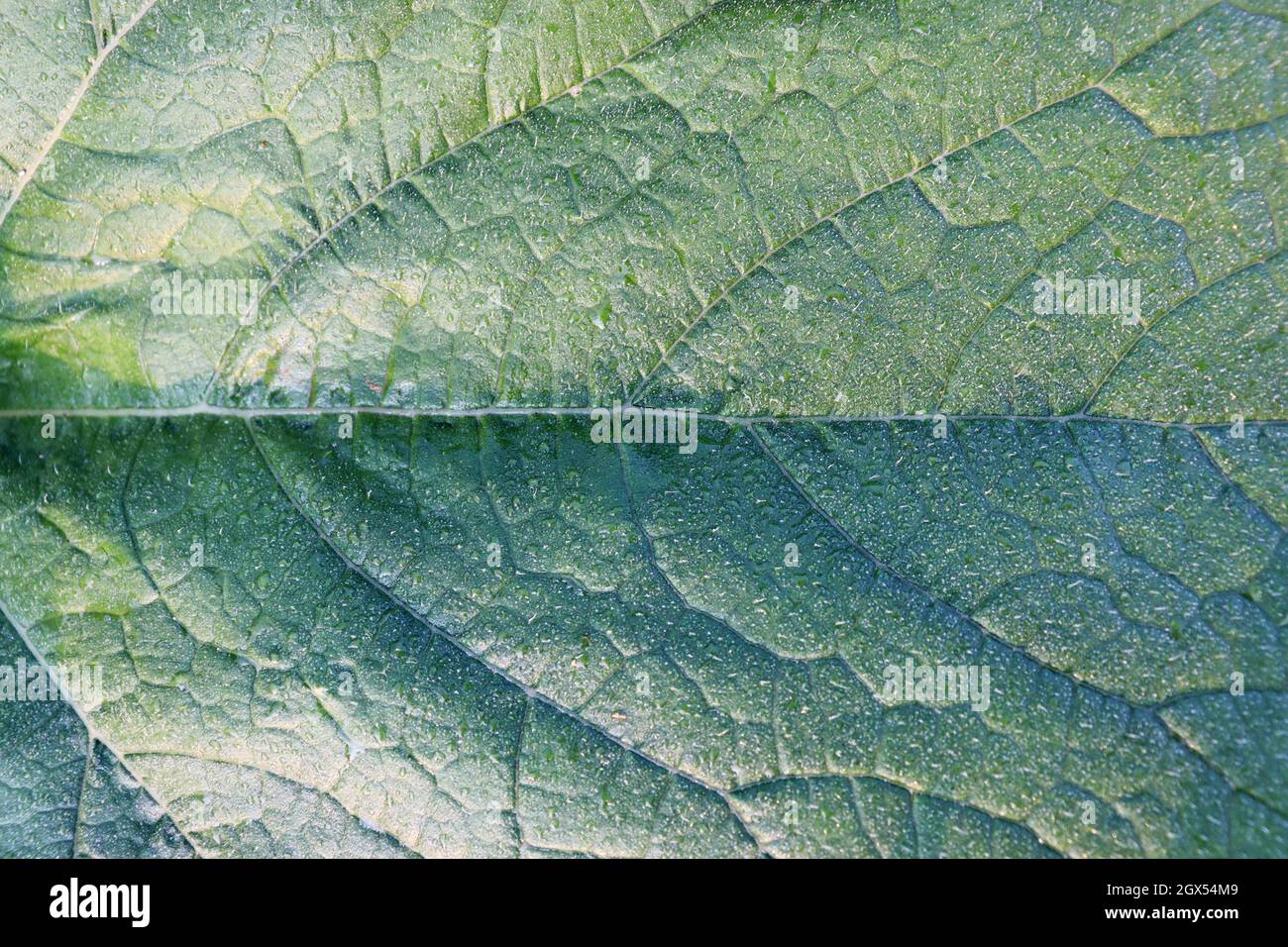 Vegetable leaf texture for natural banner concept. Beautiful plant ...