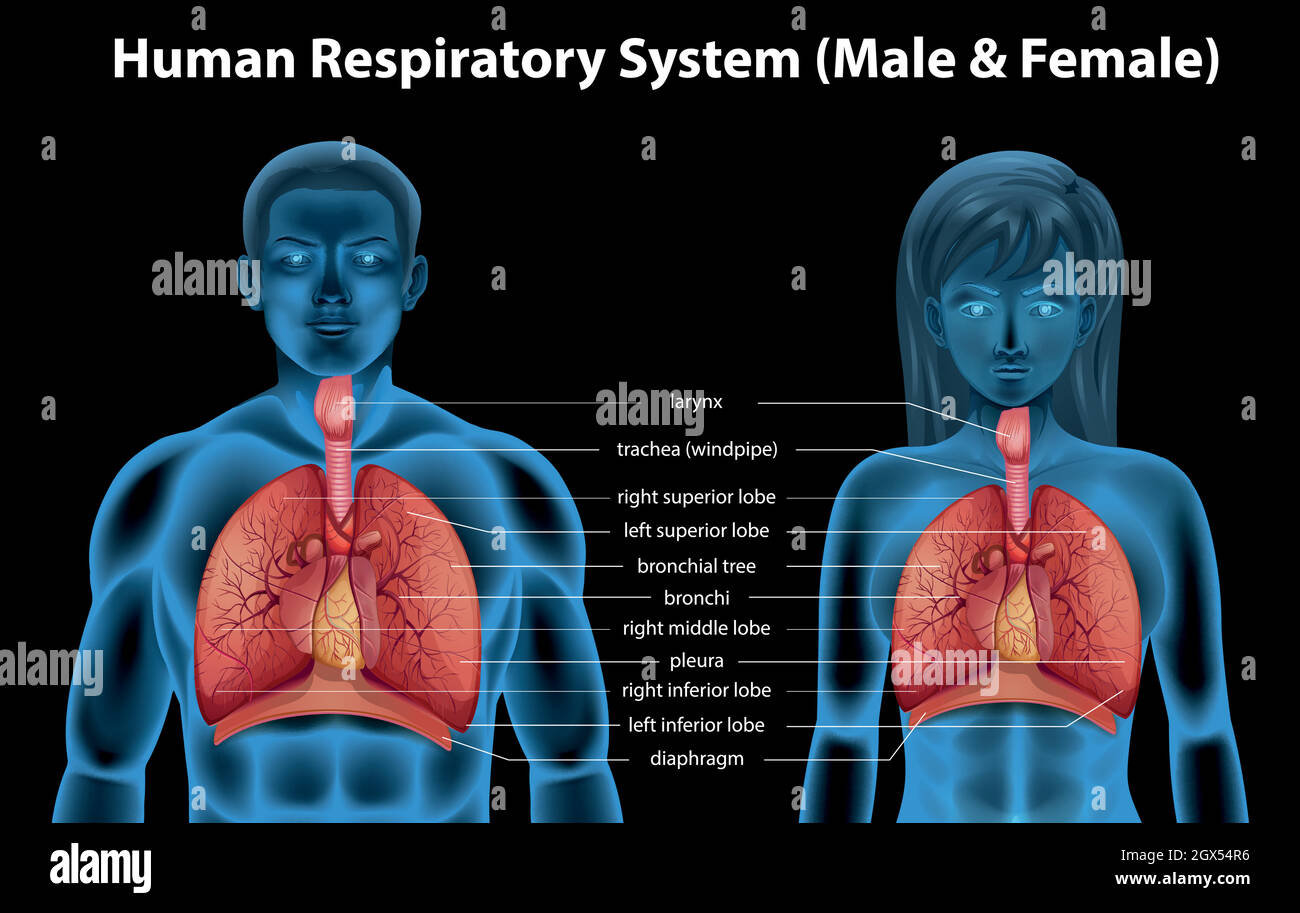 Human respiratory system Stock Vector Image & Art - Alamy