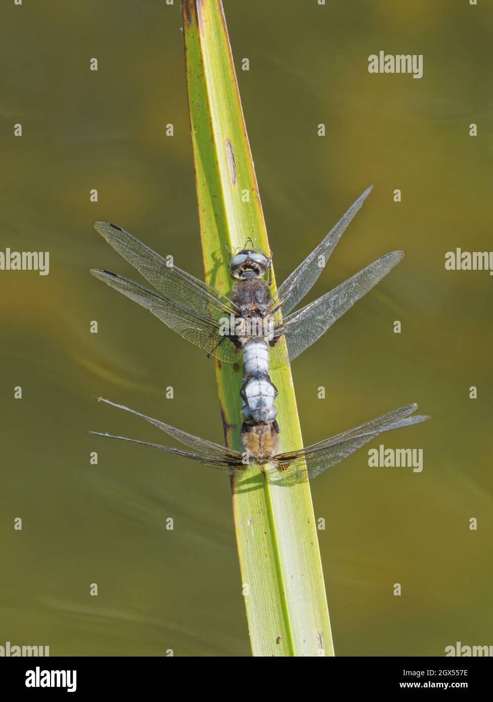 Scarce Chaser Dragonfly - pair mating Libellula fulva Danbury,Essex,UK ...