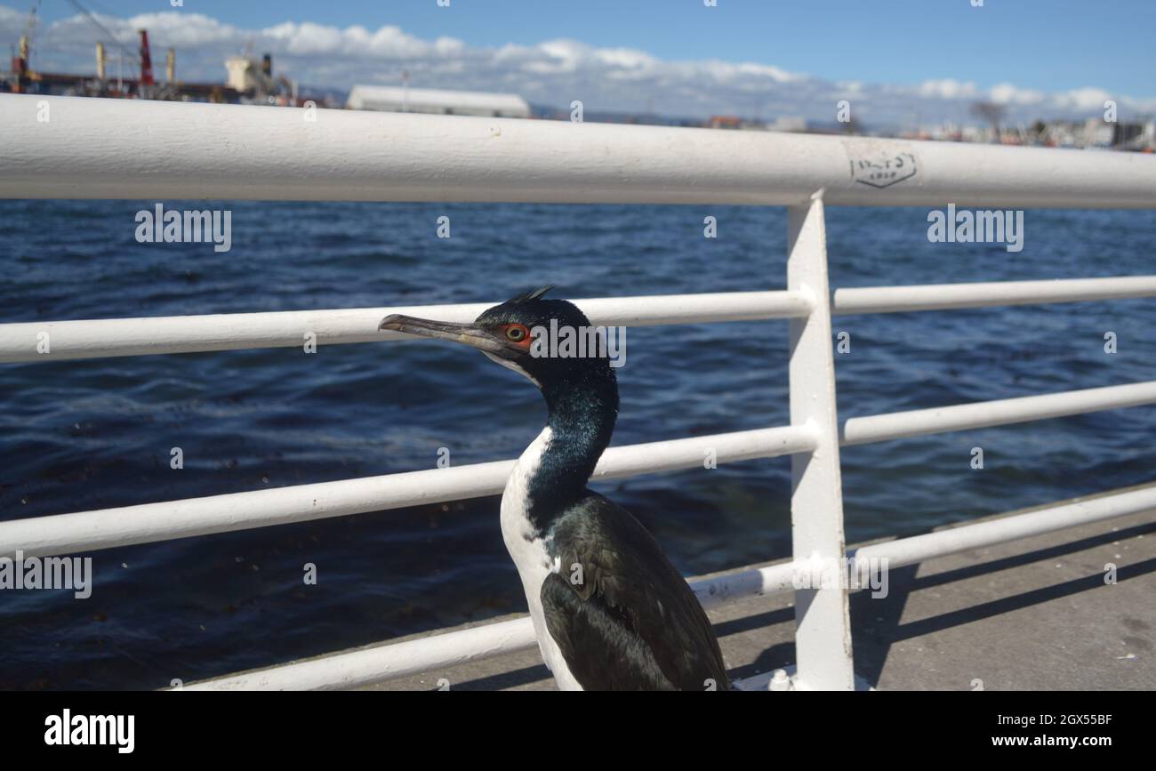 Bird on the ship Stock Photo - Alamy