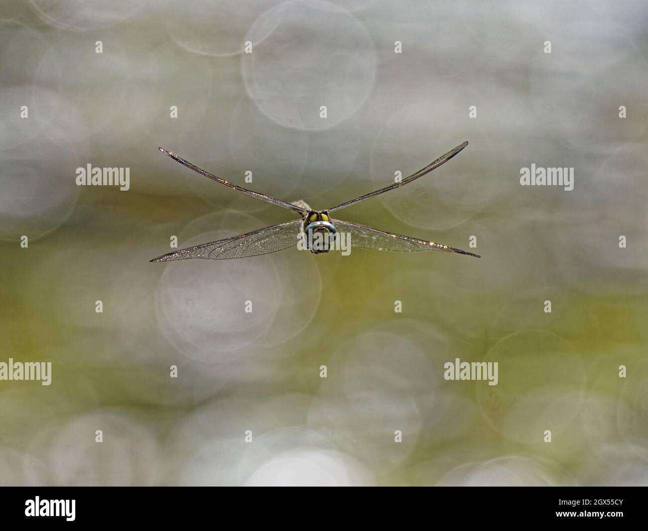 Southern Hawker Dragonfly - in flight Aeshna cyanea Great Leighs,Essex ...